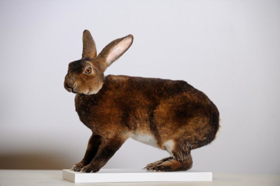 Naturalisation de lapin castor rex - Musées Grand-Est