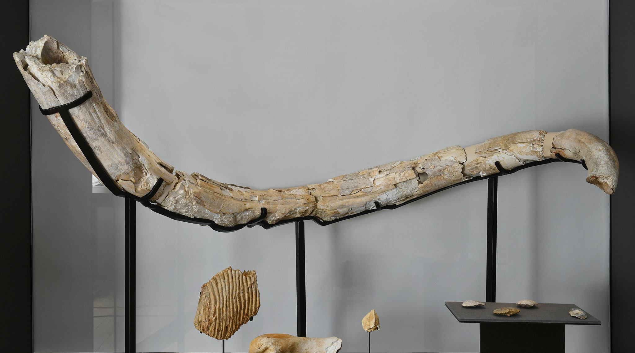 Défense de mammouth - Musées Grand-Est